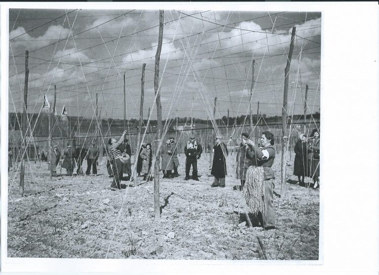 The Process of Hop Drying - Oast and Hop Kiln History